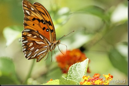 kila macro: Papillon (?) en plein vol (avec beaucoup de chance)